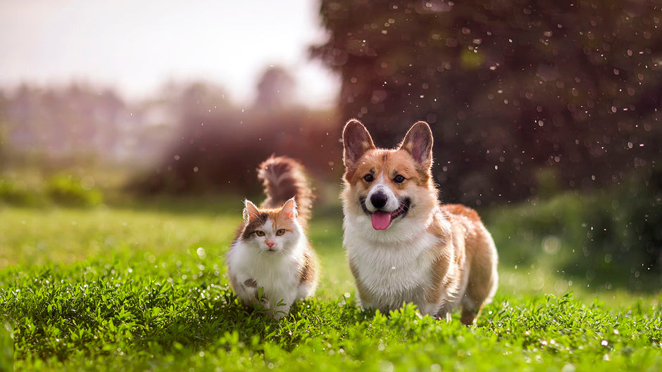 Affordable Pet Supplies for Dogs, Cats, Birds & Chickens | Yes4Pets ...