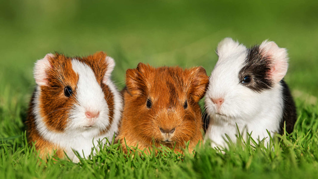 Affordable Pet Supplies for Dogs, Cats, Birds & Chickens | Yes4Pets ...